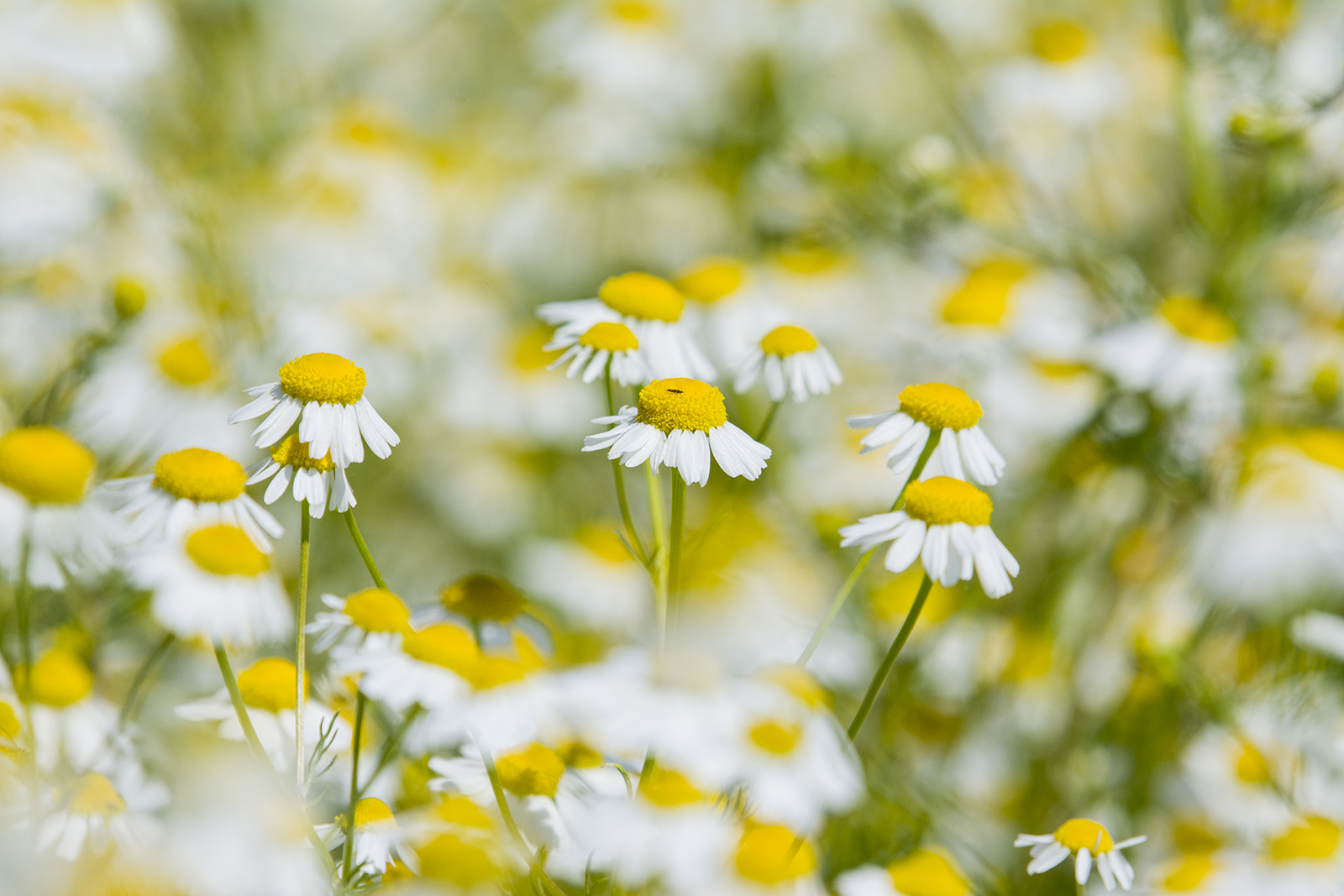 Kako klimatske promene utiču na naš život i zdravlje?