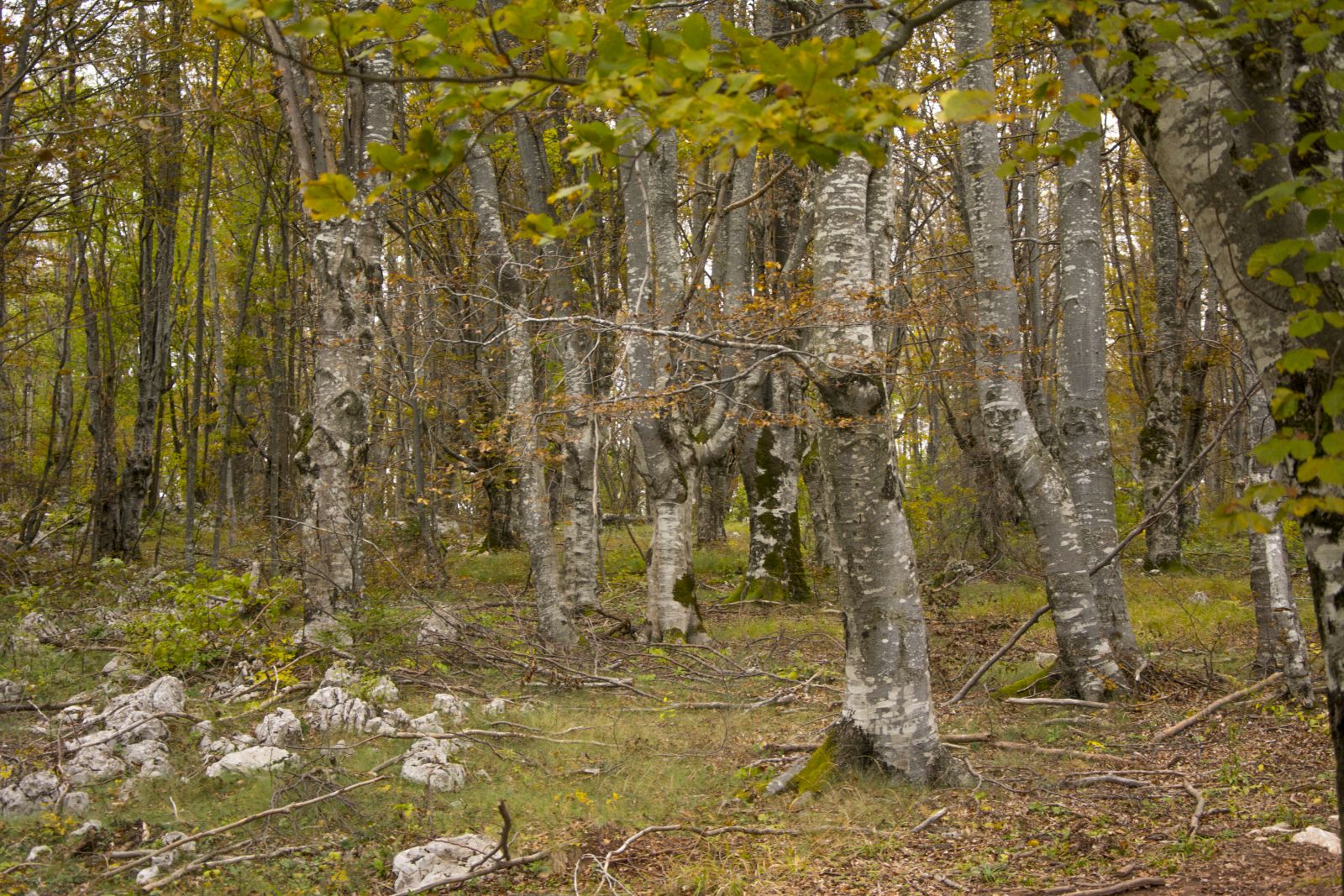 Održiva ambalaža i reciklaža - Održivost