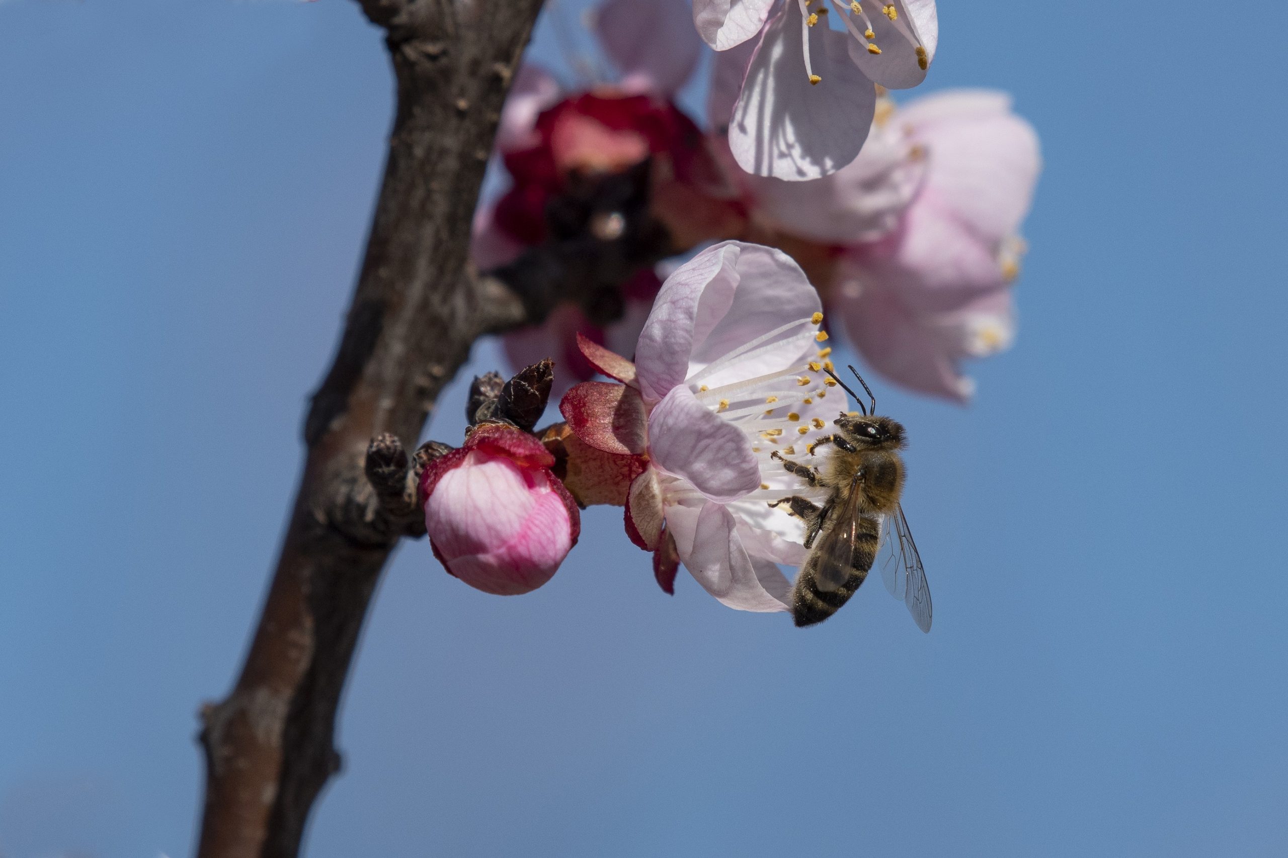 Dan ekologa Srbije - Održivost